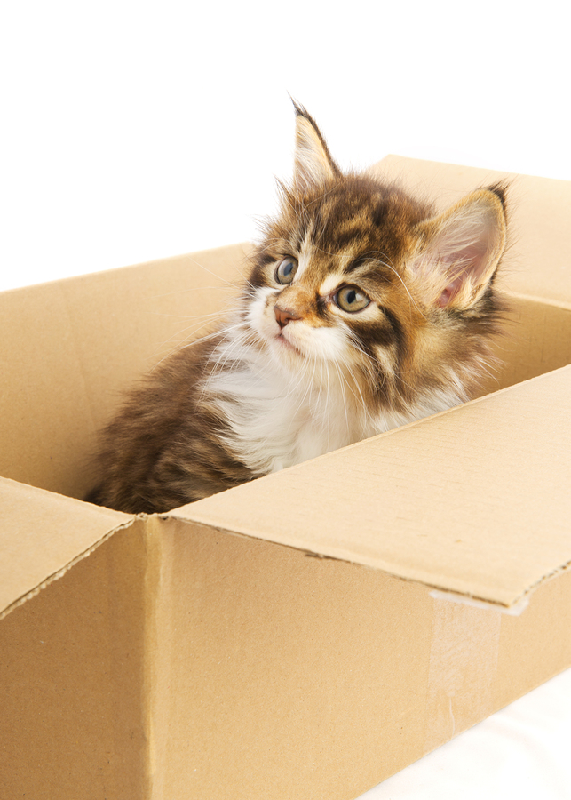 Movers Atlanta GA | Moving with Cats